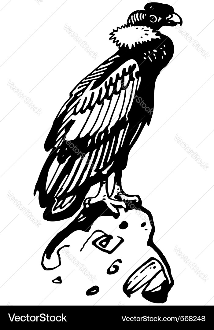 Condor bird Royalty Free Vector Image - VectorStock