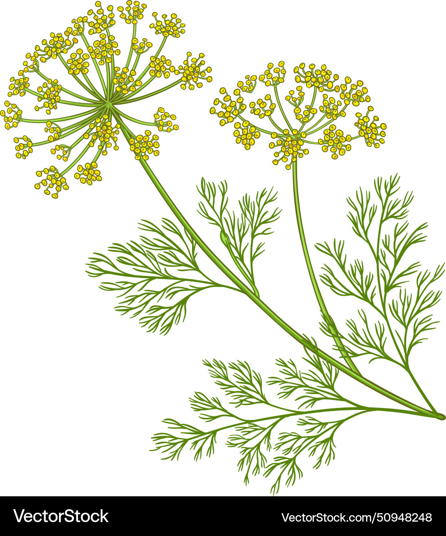 Dill Plant Colored Detailed Royalty Free Vector Image