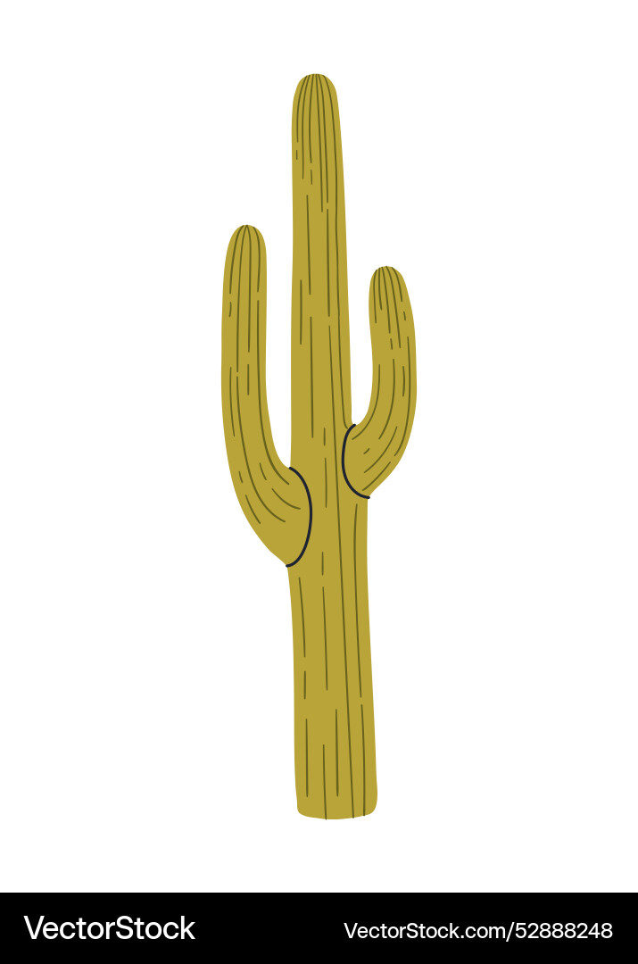 Traditional cactus plant Royalty Free Vector Image