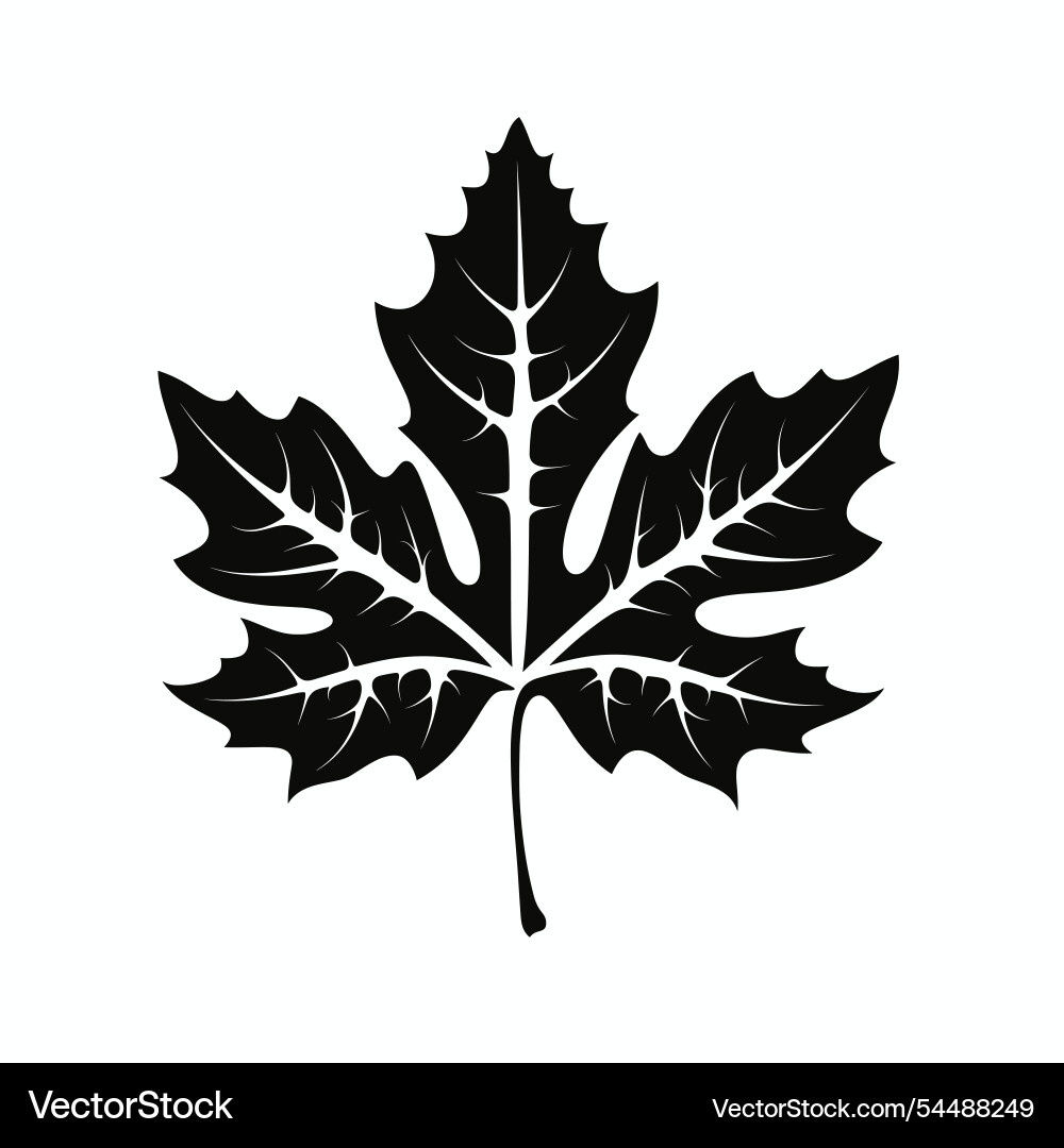 Detailed black outline of a maple leaf Royalty Free Vector