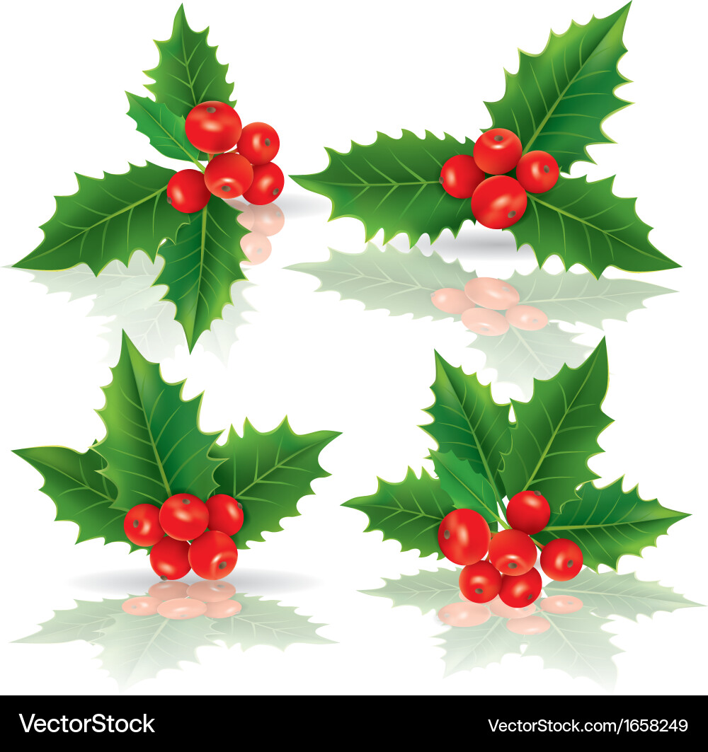 Holly berries Royalty Free Vector Image - VectorStock
