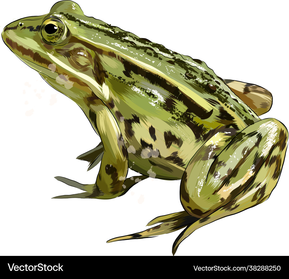 Ranae Vector Images (over 110)