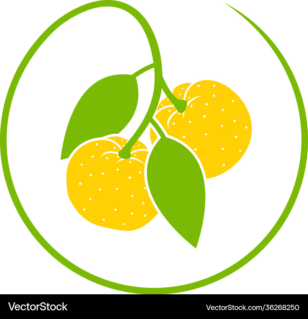 Yuzu fruit Royalty Free Vector Image - VectorStock