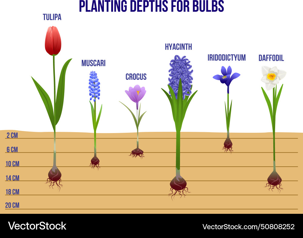Growing spring flowers infographics Royalty Free Vector