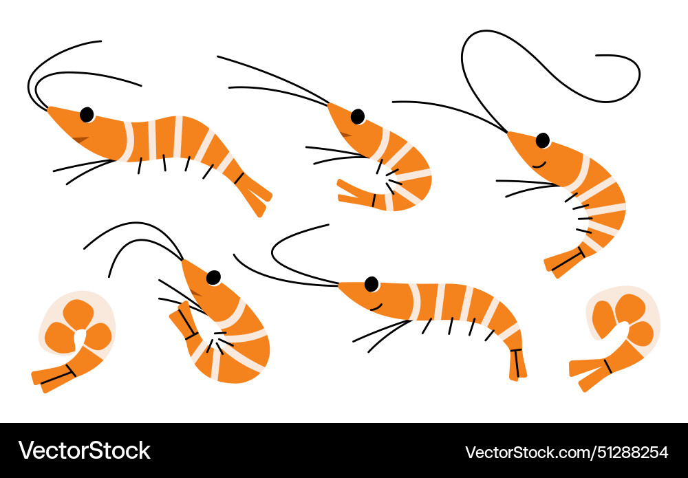 Shrimp 1 Royalty Free Vector Image - VectorStock