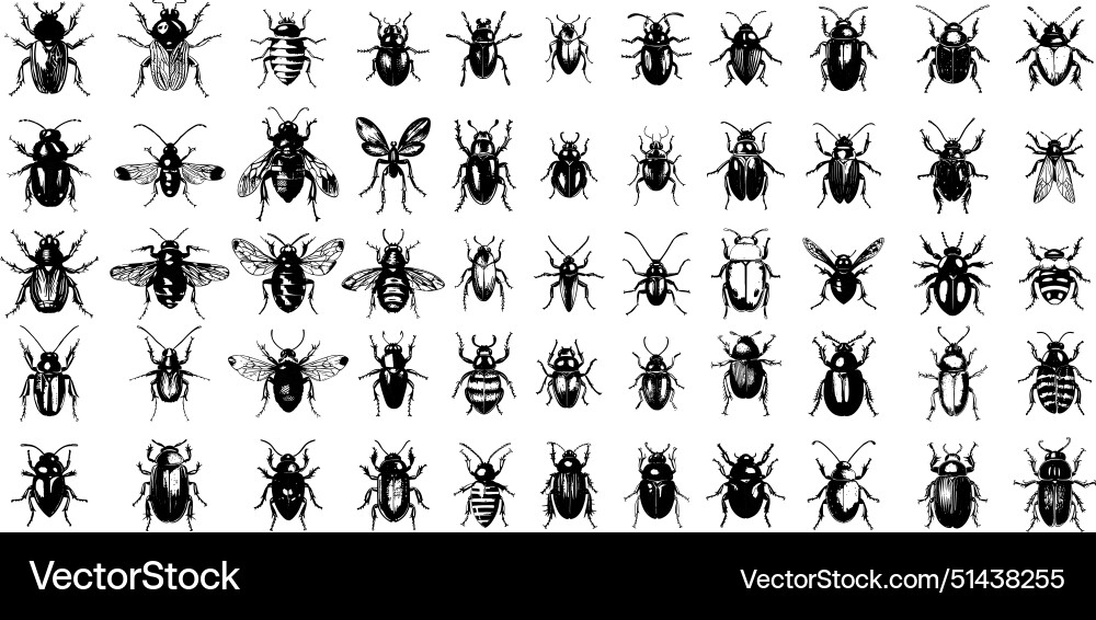 Beetles ink sketch set bombardier Royalty Free Vector Image