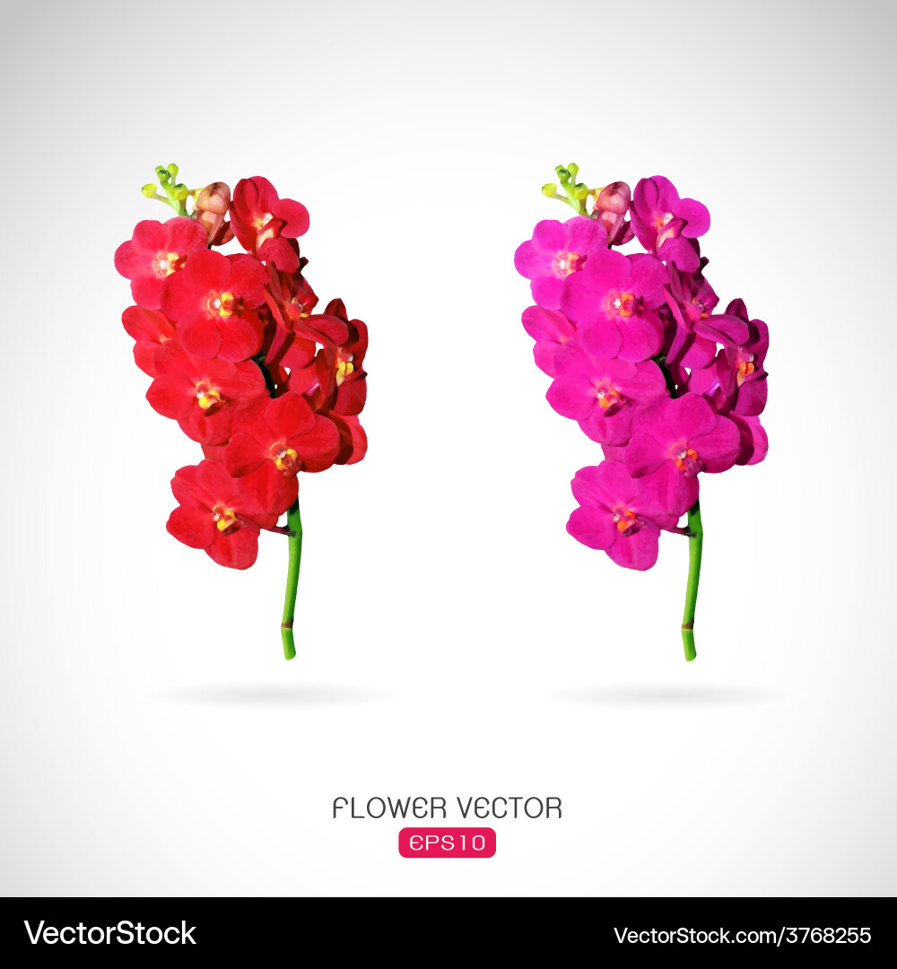 Image of orchid flower Royalty Free Vector Image