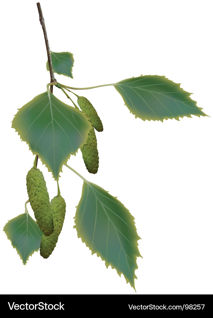 Birch branch Royalty Free Vector Image - VectorStock