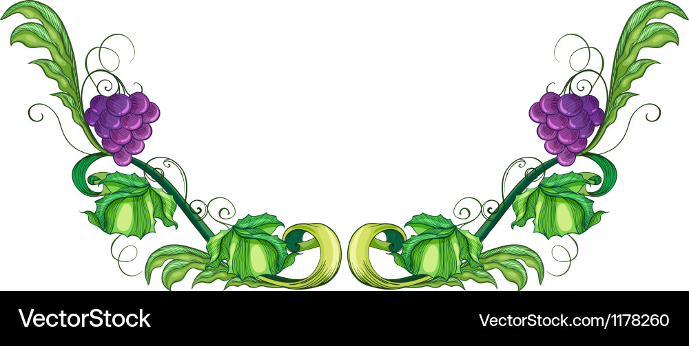 A grape vine Royalty Free Vector Image - VectorStock