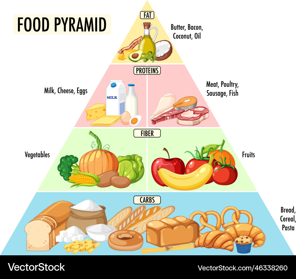 Food nutrition groups pyramid Royalty Free Vector Image