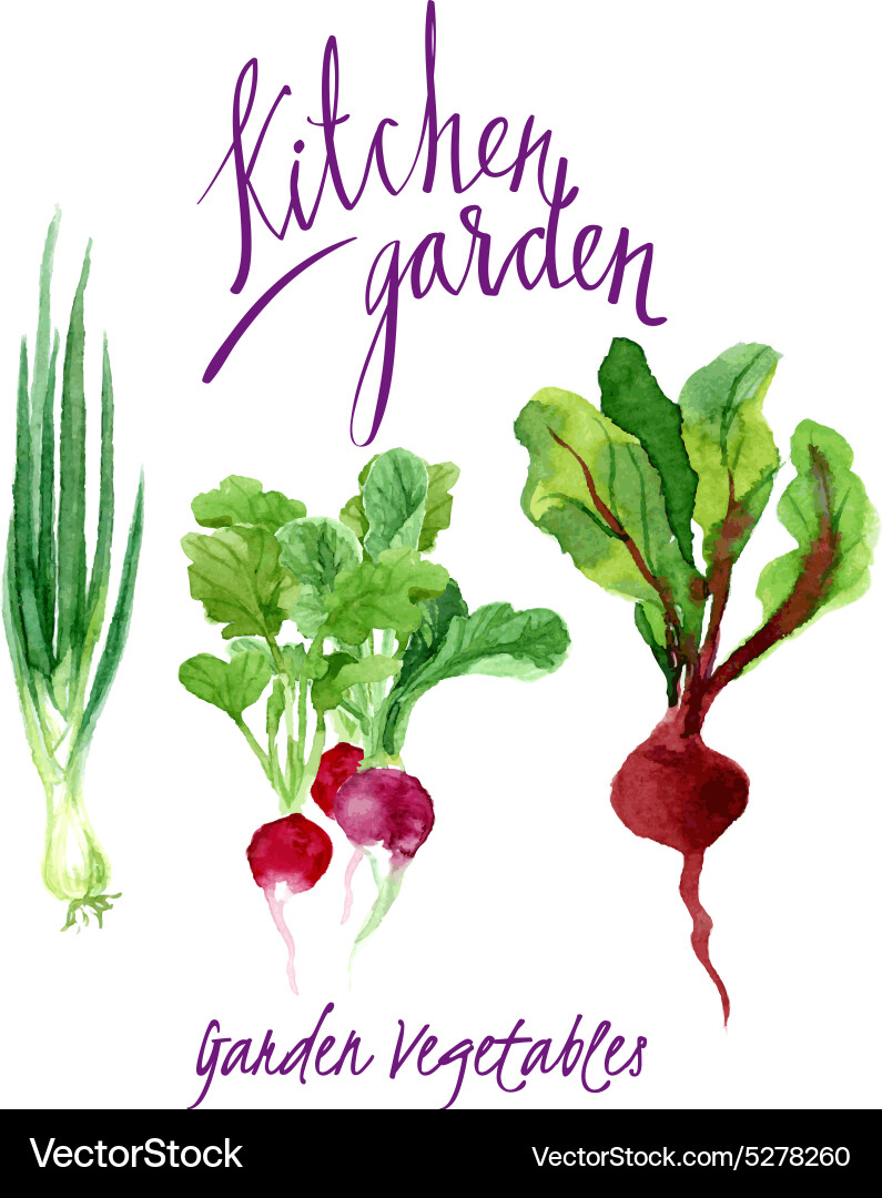 Kitchen garden Royalty Free Vector Image - VectorStock