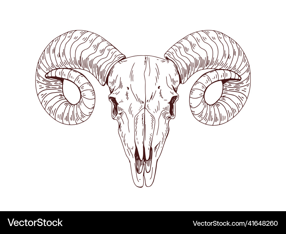 Rams skull wild animals head skeleton front view Vector Image