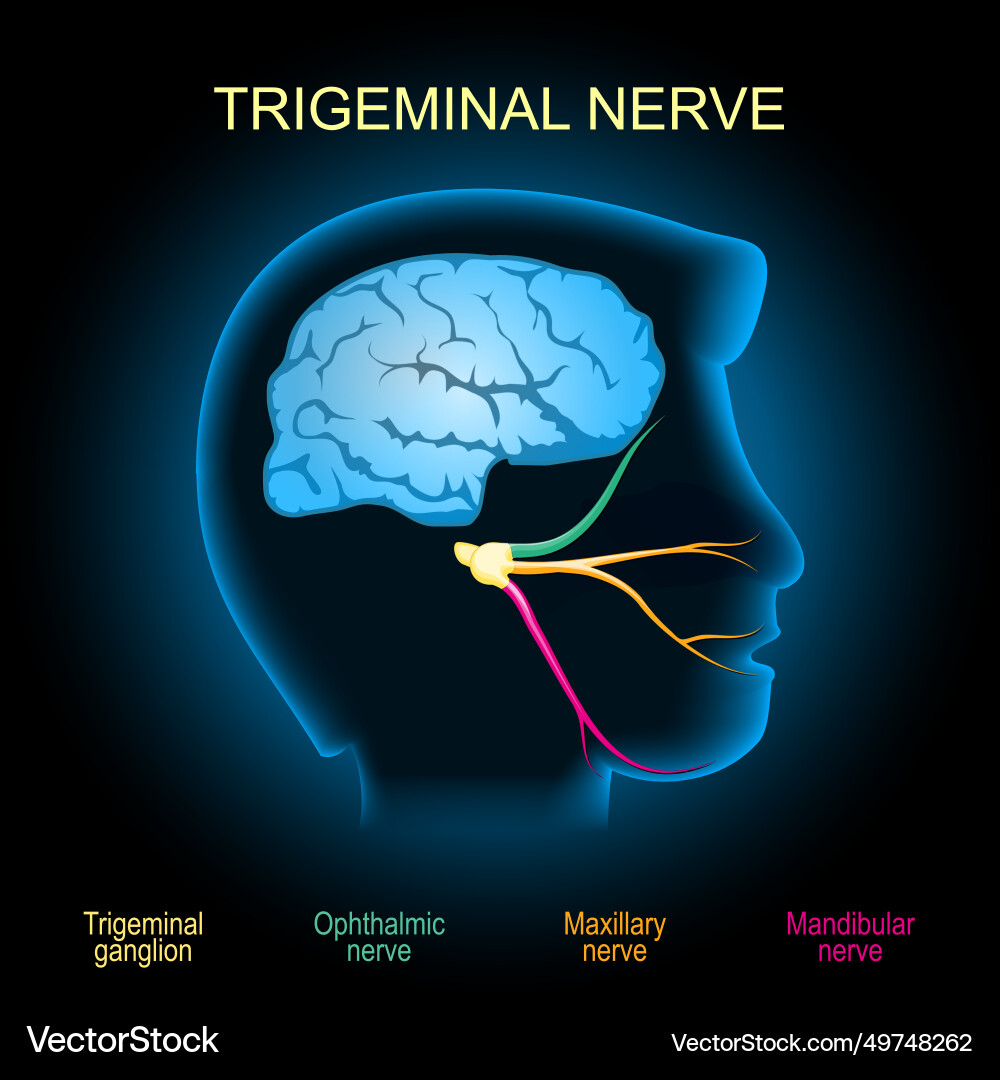 Trigeminal Nerve Anatomie Lizenzfreies Vektorbild