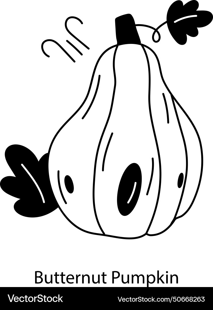 Butternut pumpkin Royalty Free Vector Image - VectorStock