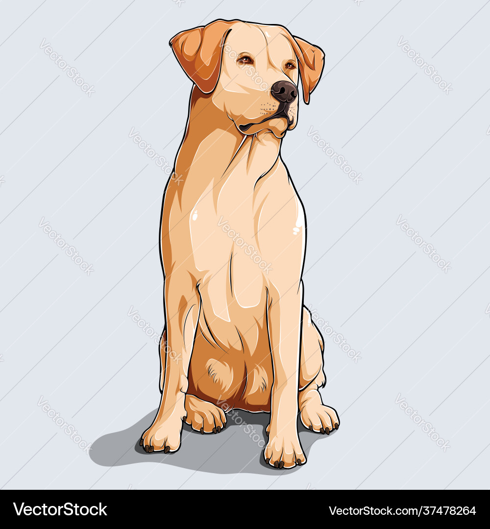 Cute beige labrador retriever dog sitting Vector Image