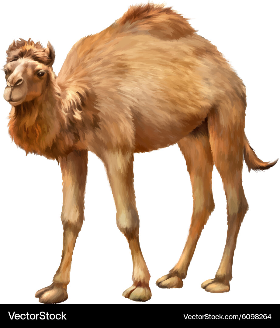 Domestic Camel Portrait Royalty Free Vector Image