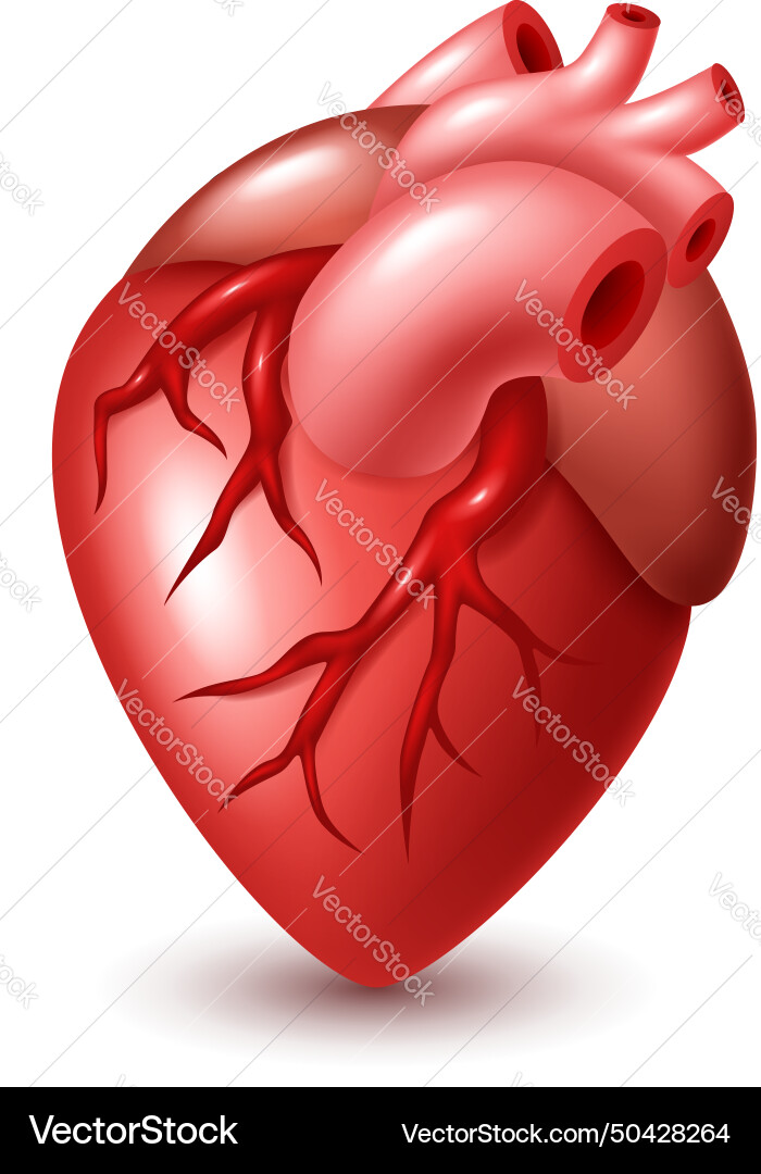Human heart Royalty Free Vector Image - VectorStock