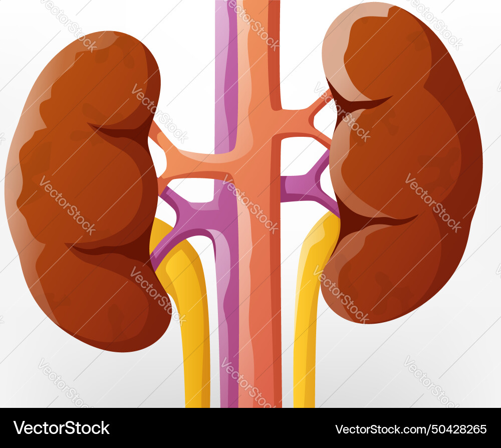Human kidney cartoon Royalty Free Vector Image