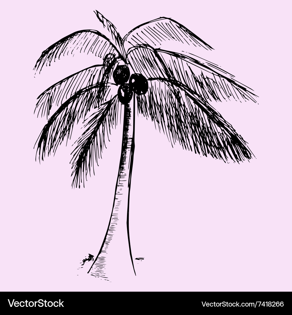 Coconut tree Royalty Free Vector Image - VectorStock