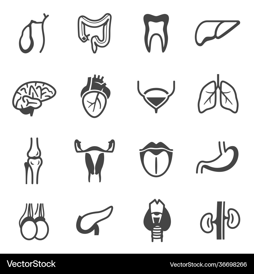 Internal organs bold black silhouette and line Vector Image