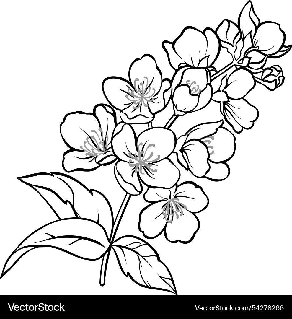Jasmine branch with flowers outline Royalty Free Vector