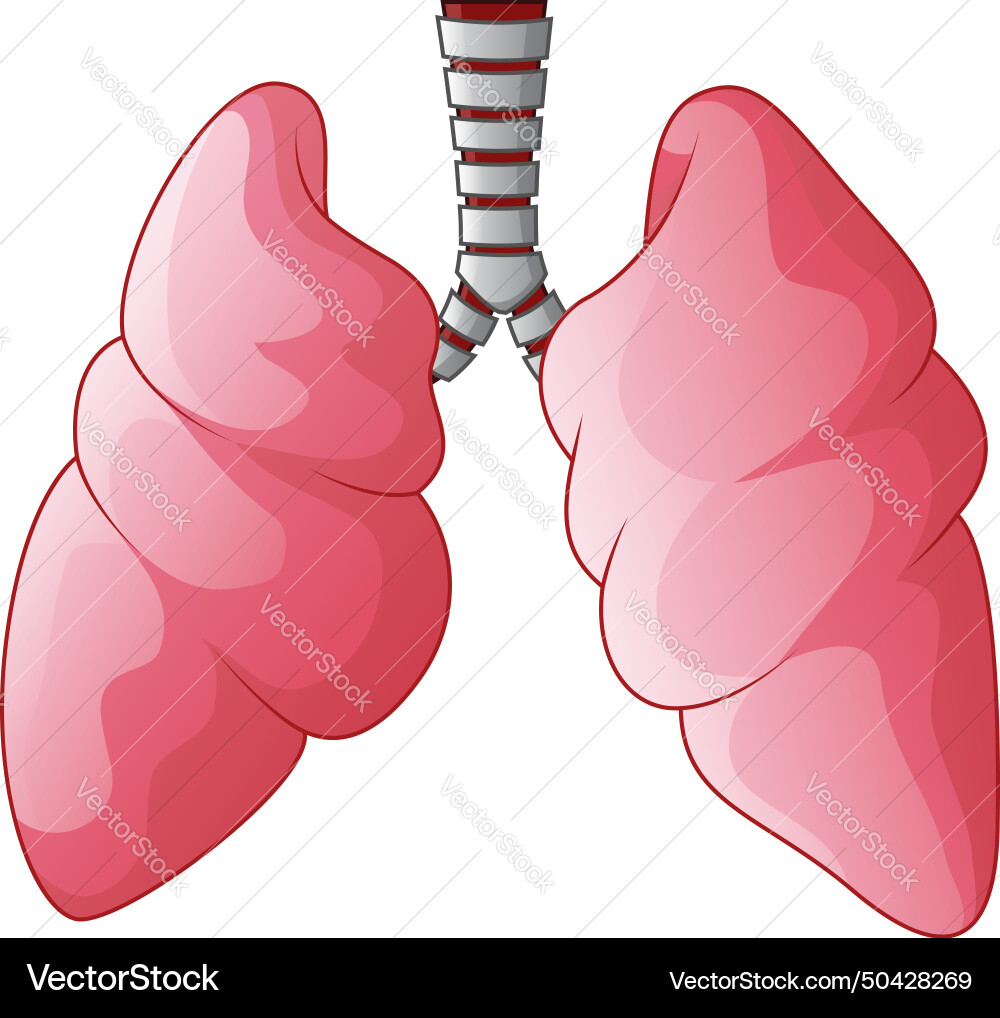 Human lungs respiratory cartoon Royalty Free Vector Image