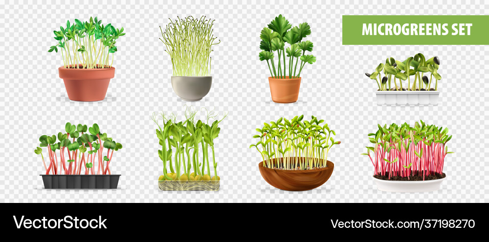 Healthy microgreens transparent set Royalty Free Vector