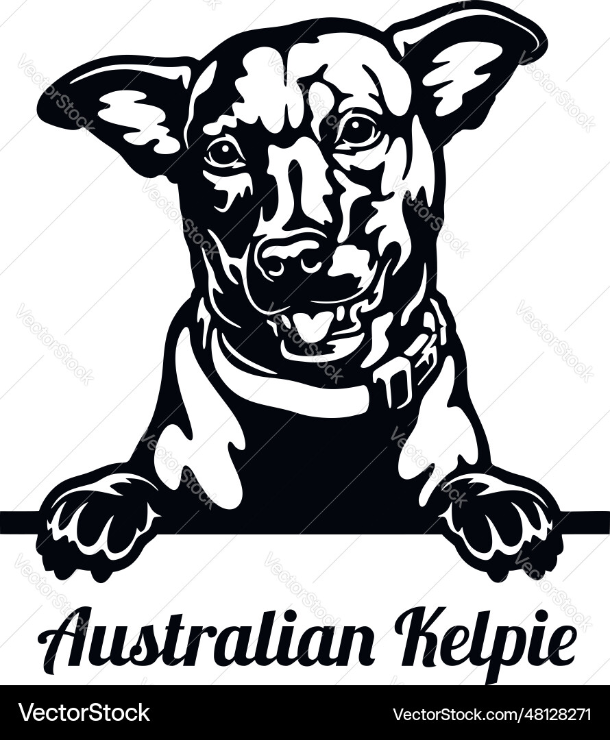 Australian kelpie dog - peeking breed pet Vector Image