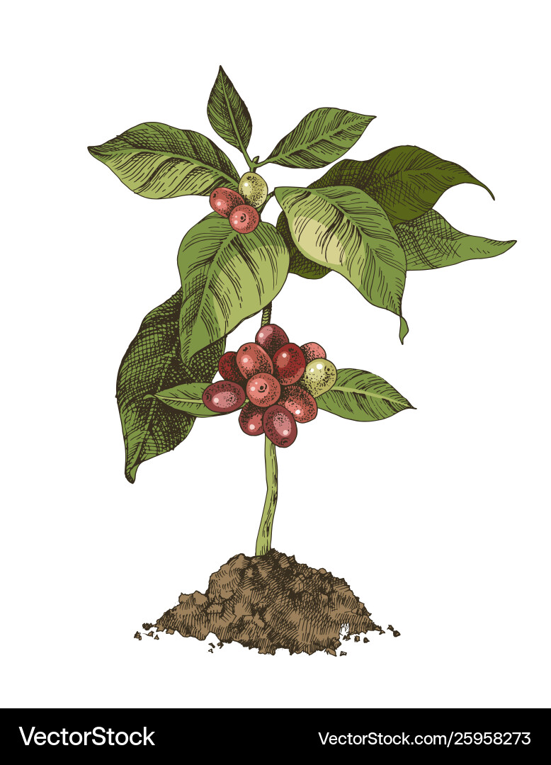 Young coffee tree with beans Royalty Free Vector Image