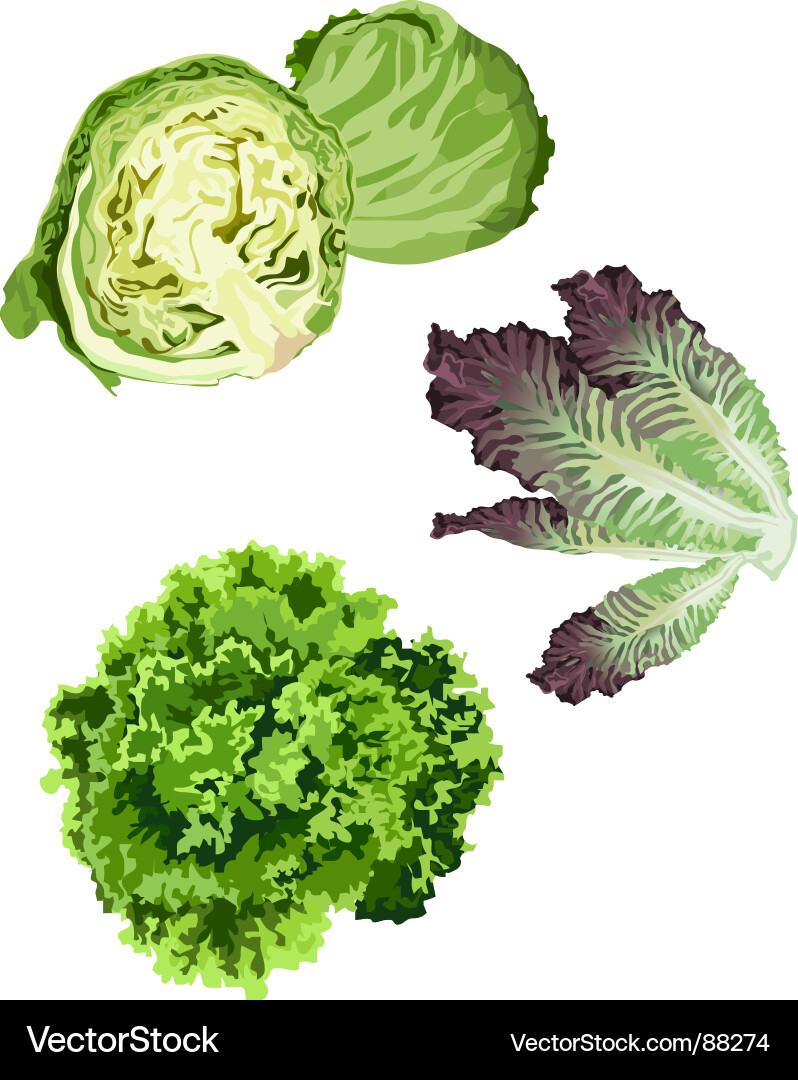 Lettuce Royalty Free Vector Image - VectorStock
