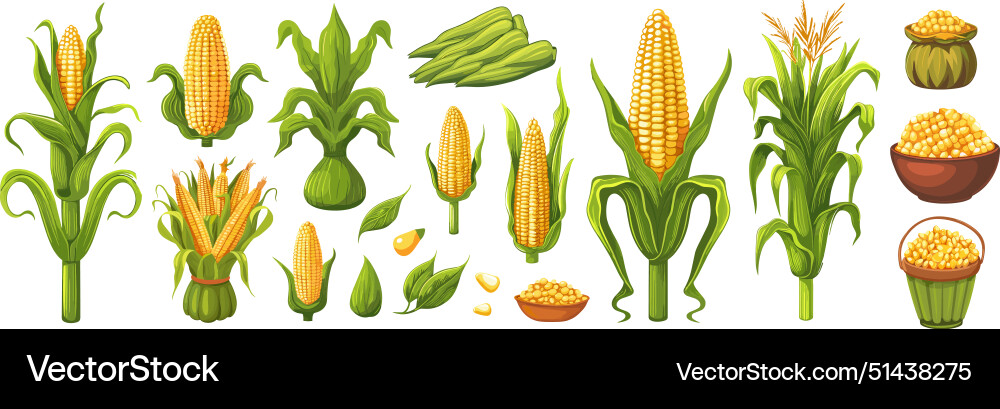 Corn cartoon set cob popcorn seeds stems Vector Image
