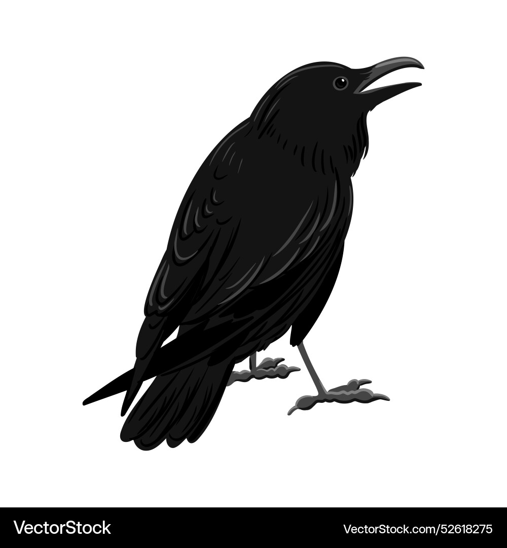 Drawing black raven Royalty Free Vector Image - VectorStock