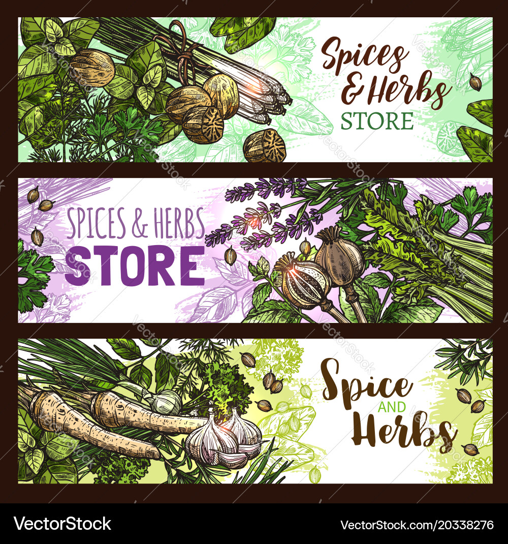 Spices and herbs farm store banners Royalty Free Vector