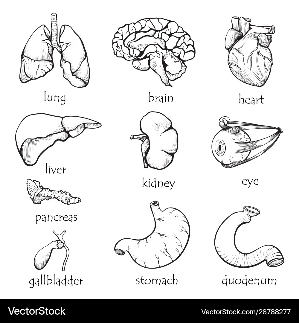 Human internal organs monocolor hand drawn Vector Image
