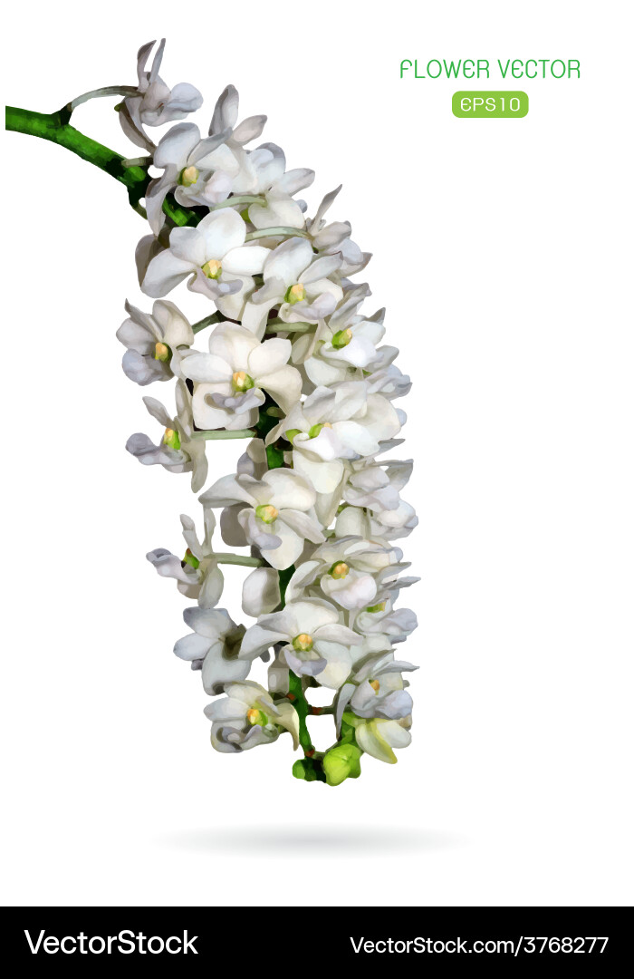 Image of orchid flower Royalty Free Vector Image