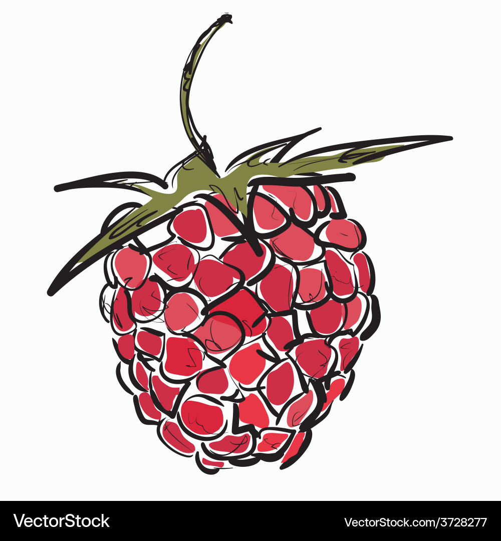 Raspberry Royalty Free Vector Image - VectorStock