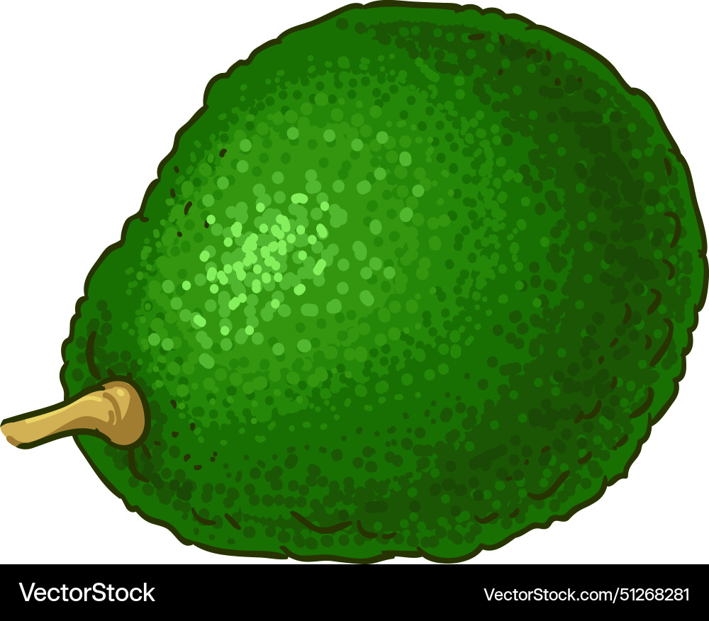 Avocado fruit colored detailed Royalty Free Vector Image