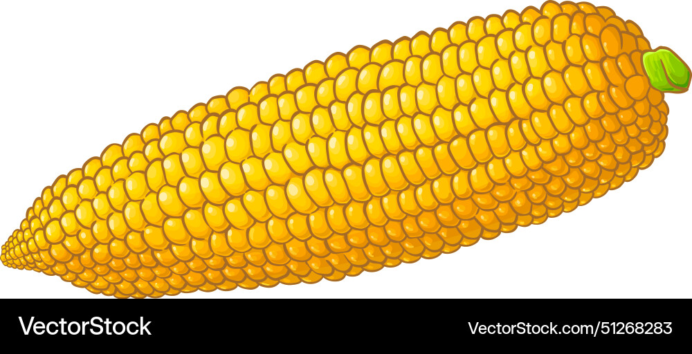 Corn on the cob colored detailed Royalty Free Vector Image