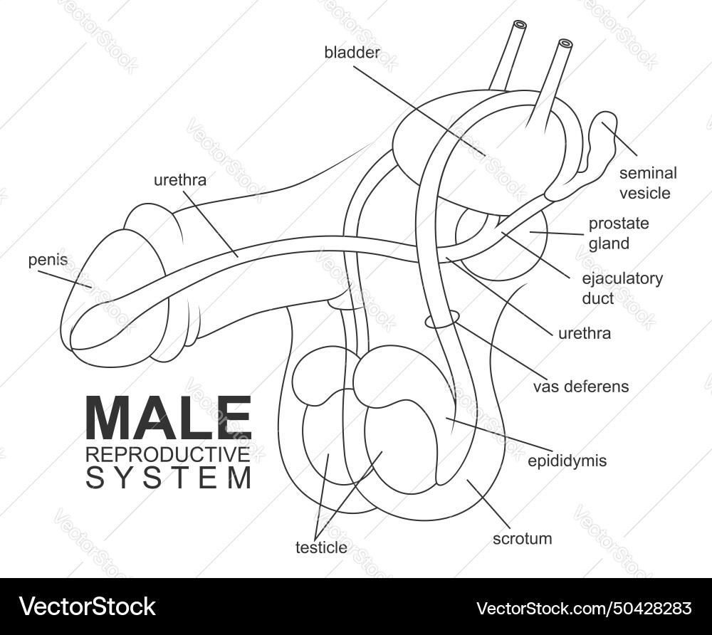Male Reproductive System Royalty Free Vector Image 