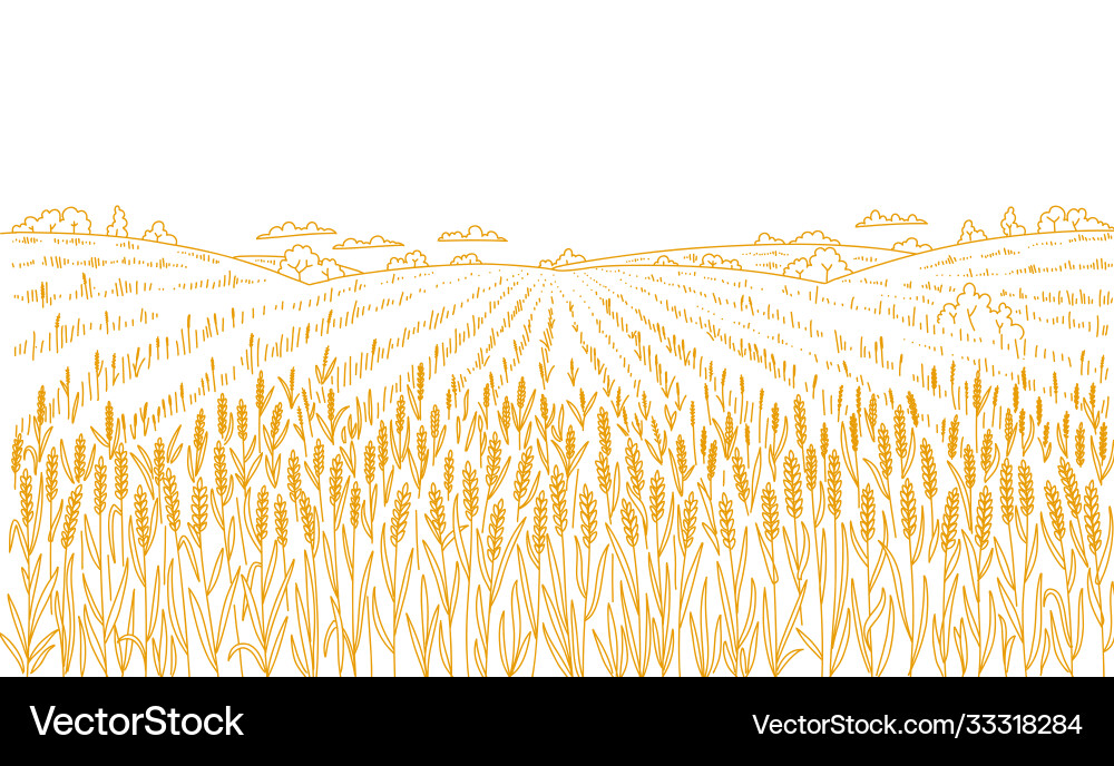 Wheat Field Sketch - Rural Landscape Royalty Free Vector