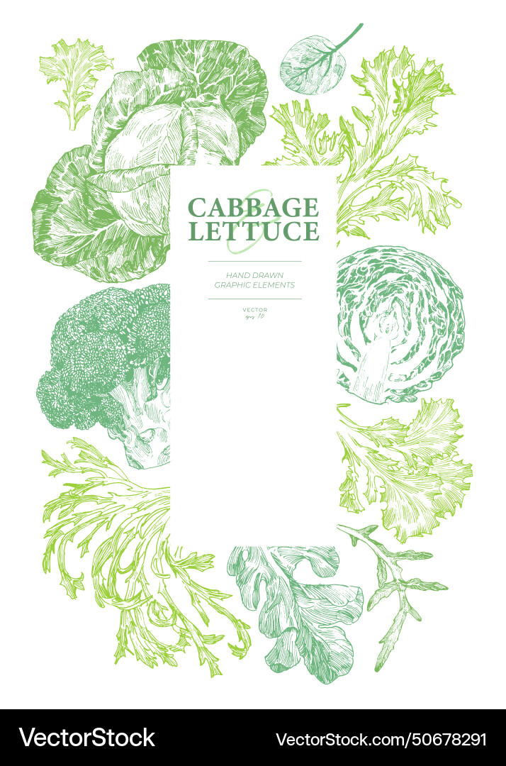 Cabbage lettuce engraving vertical banner Vector Image