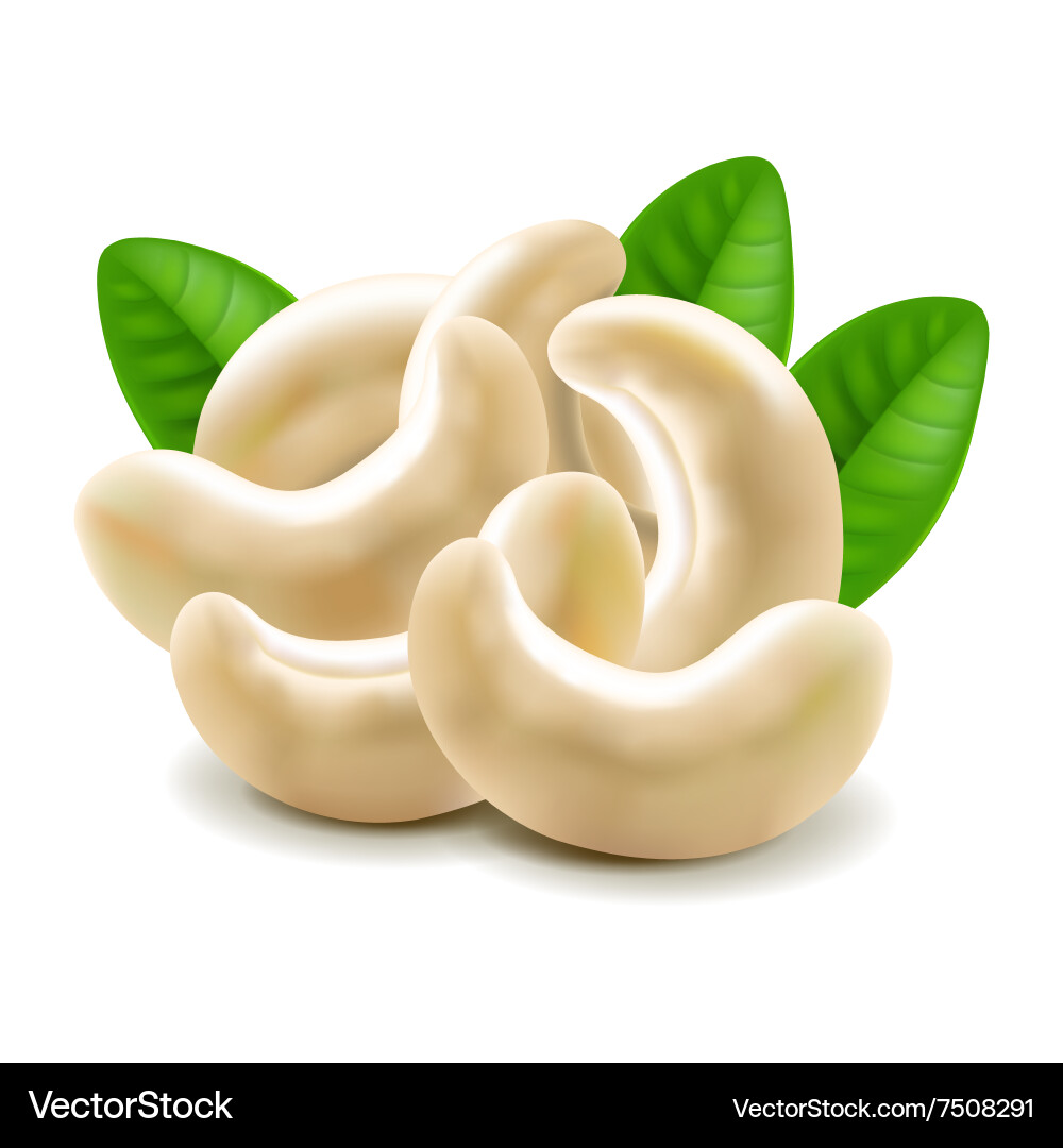 Cashew nuts isolated on white Royalty Free Vector Image