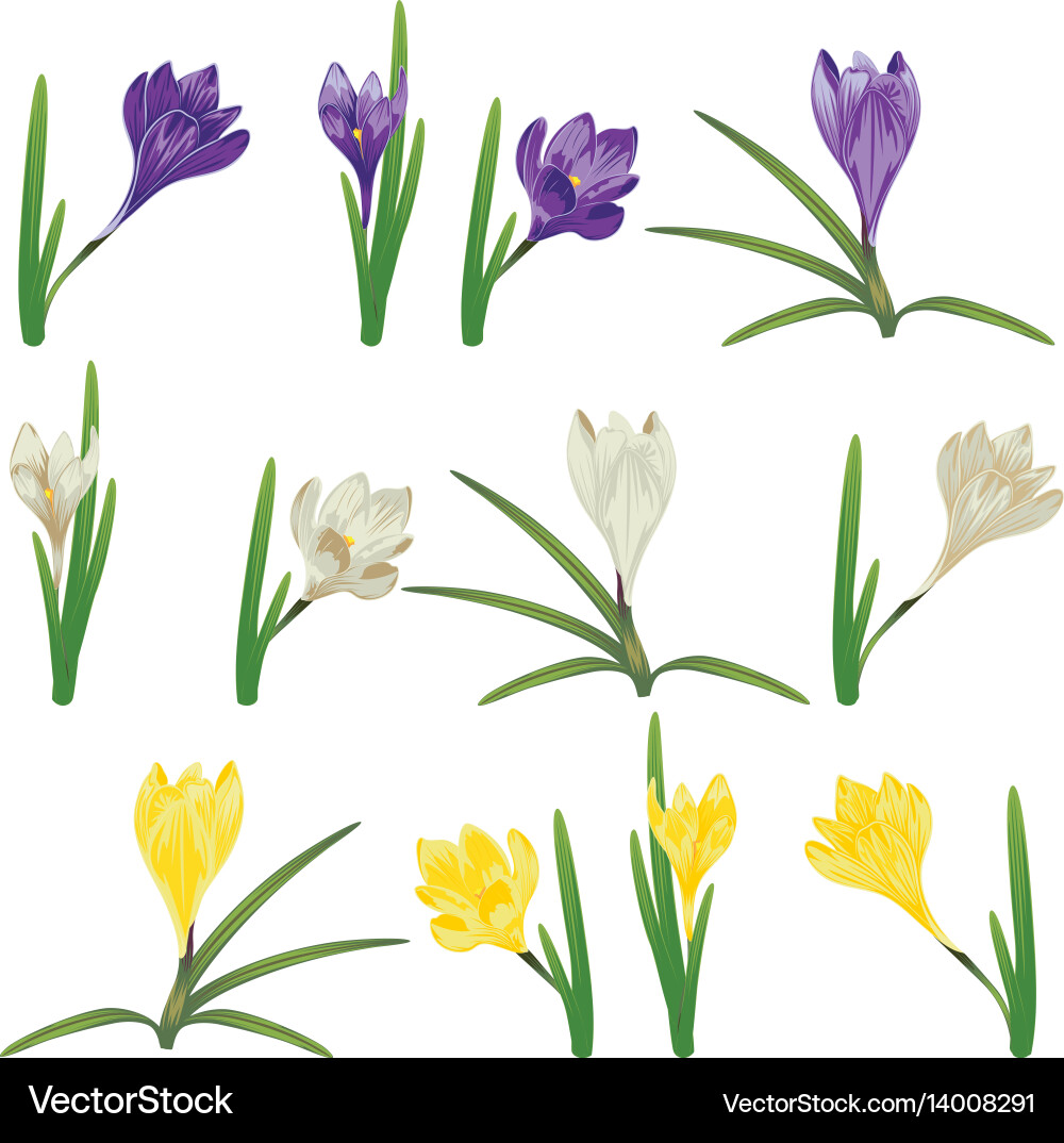 Colorful crocus flowers Royalty Free Vector Image