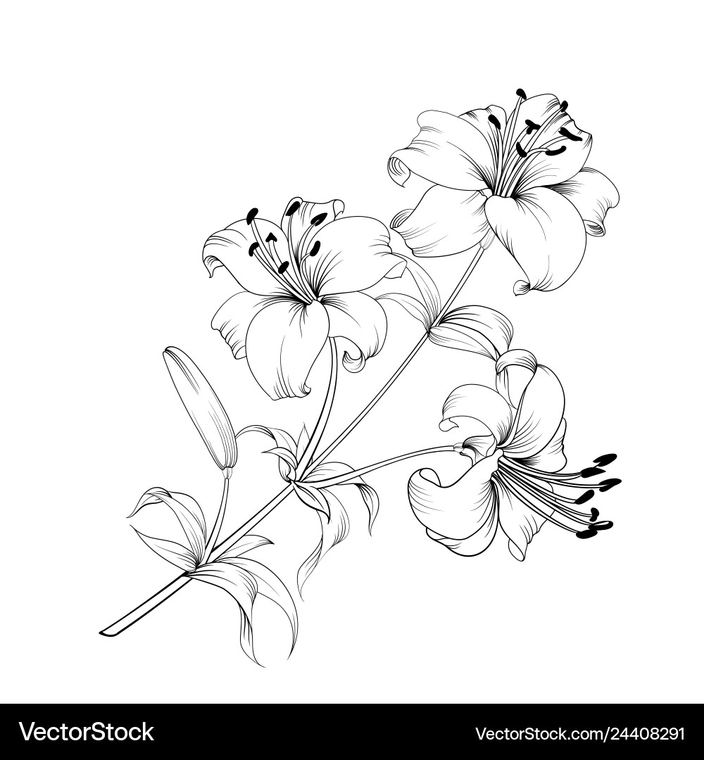 Elegant White Lily Royalty Free Vector Image - VectorStock