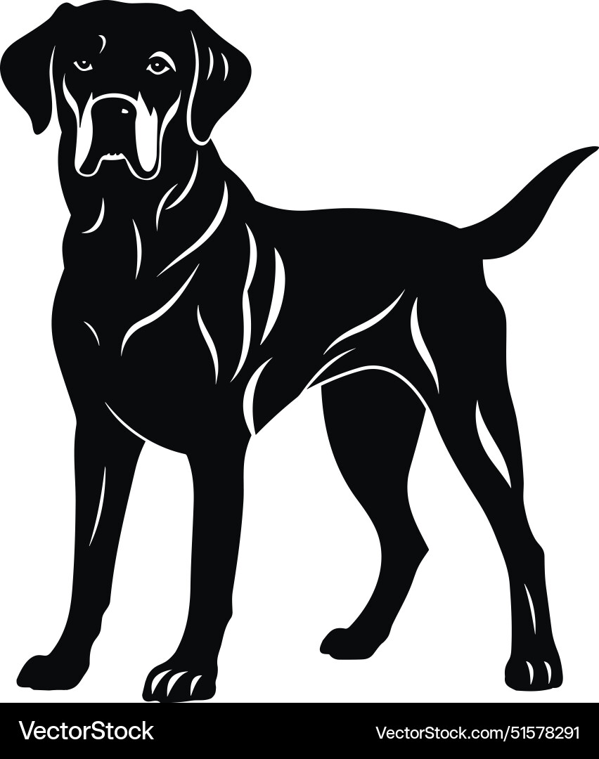 Labrador retriever silhouette line art template Vector Image