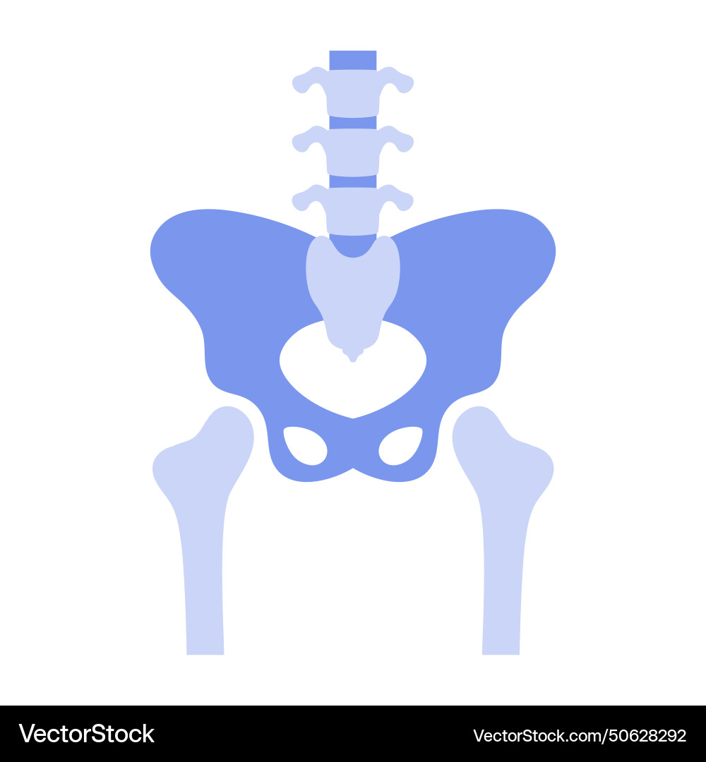 Human hip joint simple anatomical presentation Vector Image