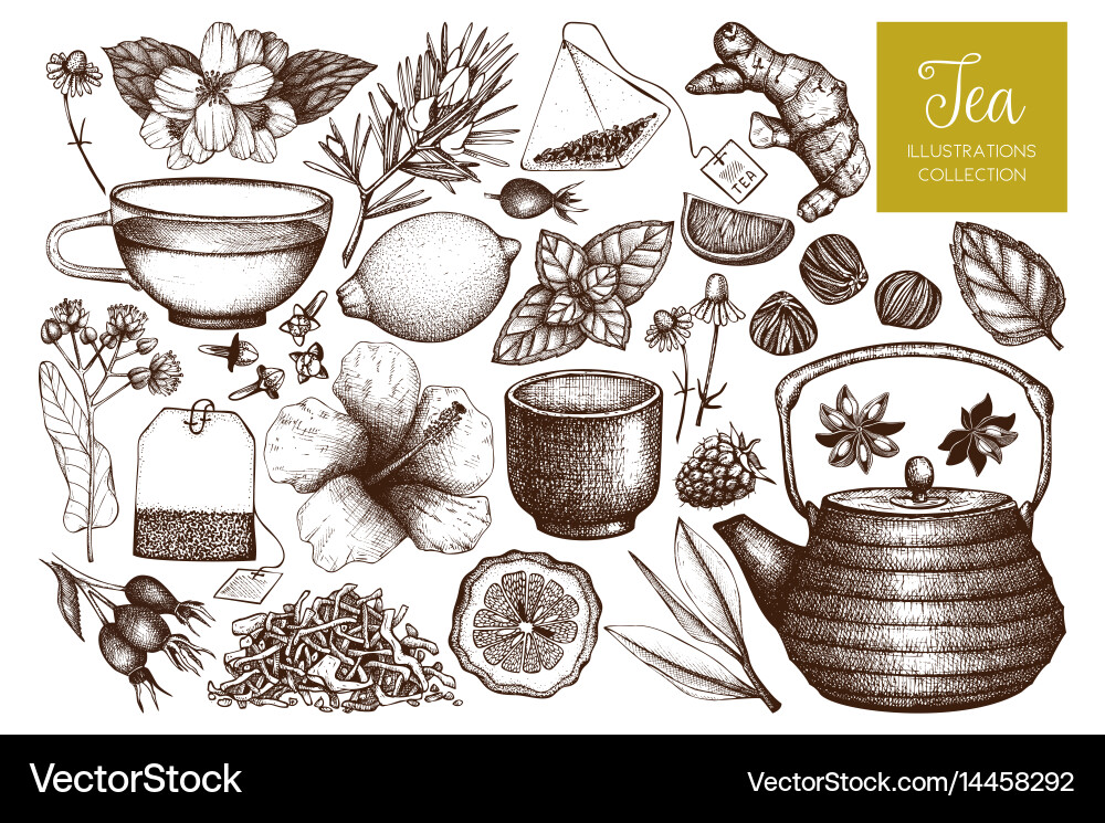 Tea sketch collection Royalty Free Vector Image