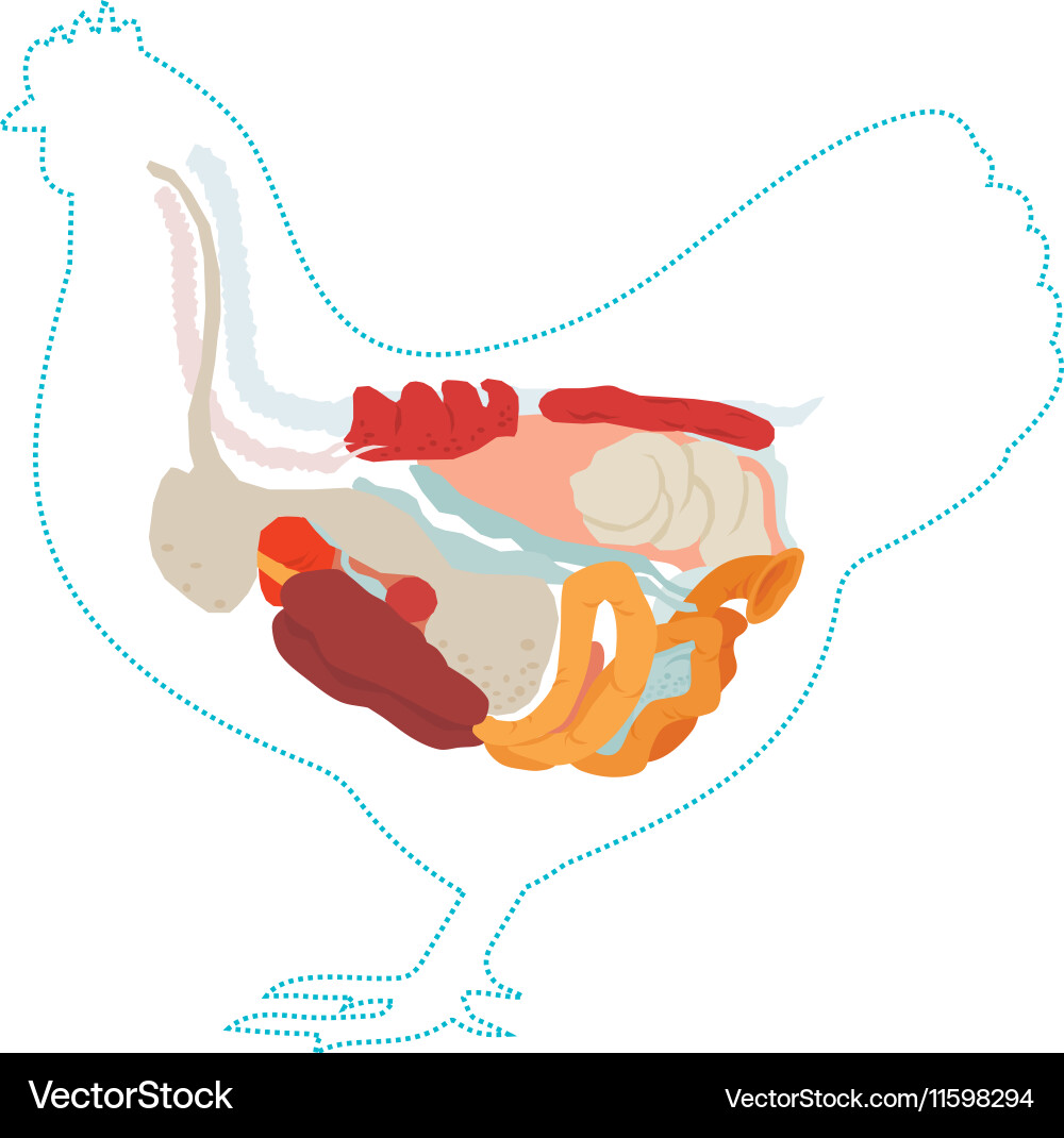 Chicken Digestive System Vector Images (20)