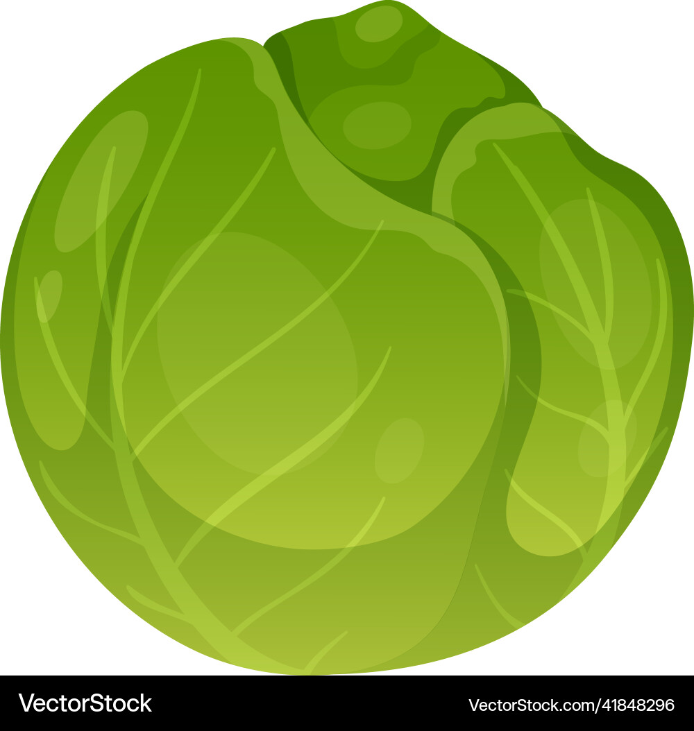 Cabbage from greenhouse composition Royalty Free Vector