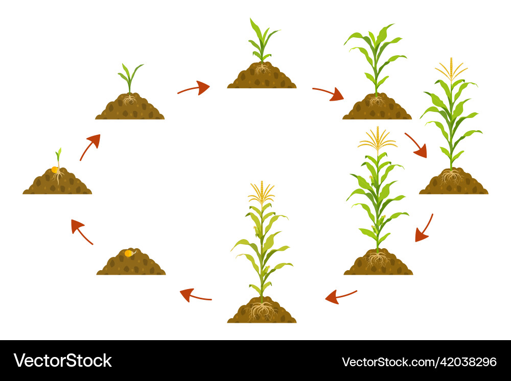 Cycle growth of corn in circle with arrows Vector Image